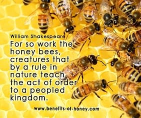 10 Awesome Roles of Bees in a Hive (#2 and #5 are Surprising!)